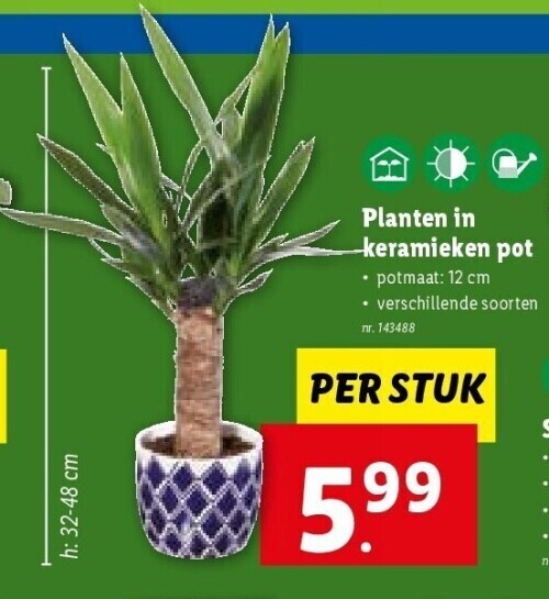 Planten in keramieken pot promotie bij Lidl