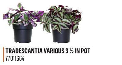 Tradescantia Various 3 1/2 in Pot offer at Canac