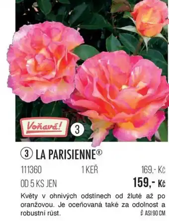 LA PARISIENNE nabídka v Starkl