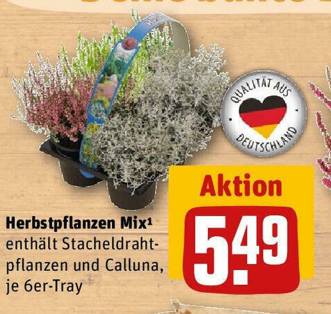 Herbstpflanzen Mix Angebot bei REWE