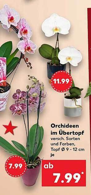 Luxus Orchideen Ubertopf Gro Fotos