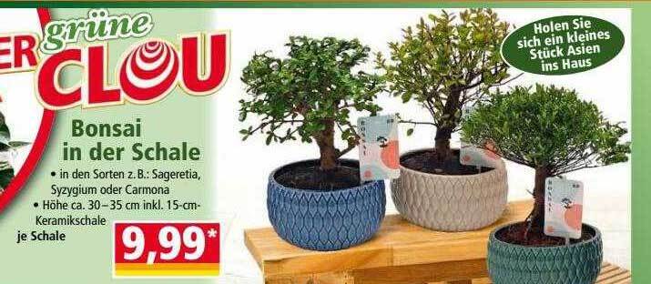 Clou bonsai in der schale Angebot bei Norma