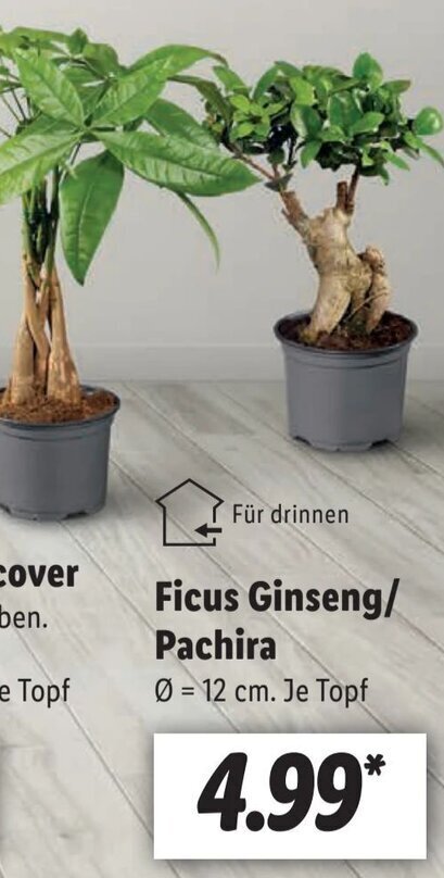 Ficus Ginseng/Pachira Angebot bei Lidl