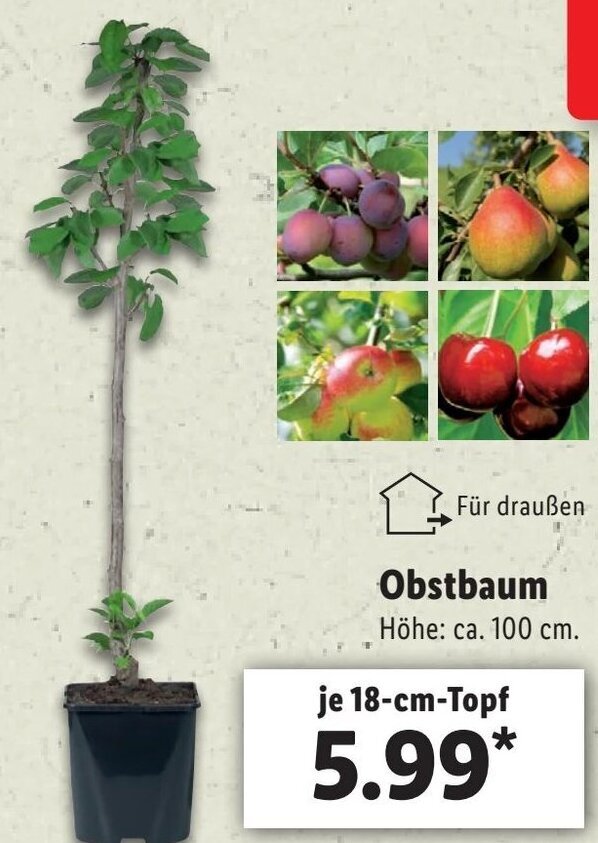 Obstbaum Angebot bei Lidl