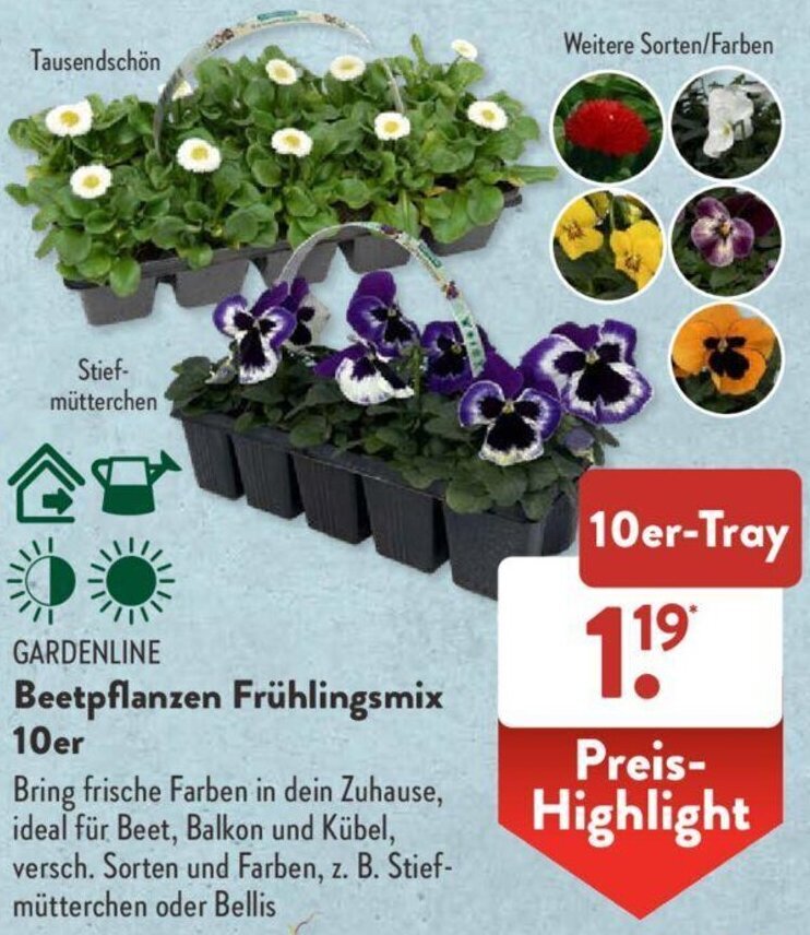 Stiefmutterchen 10er Tray