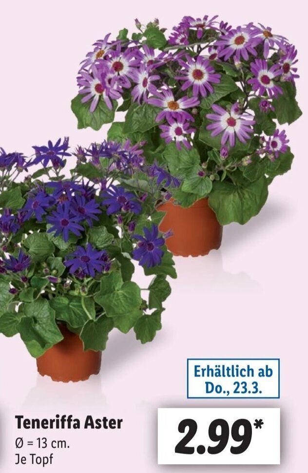 Teneriffa Aster Angebot bei Lidl