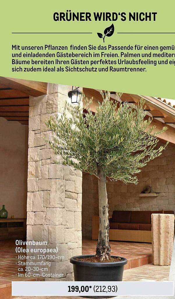 Olivenbaum (olea europaea) Angebot bei METRO