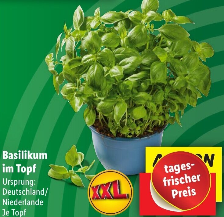 Basilikum im Topf Angebot bei Lidl