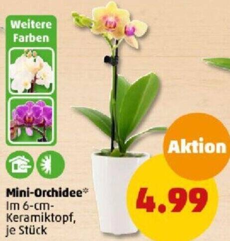 Mini-Orchidee Angebot bei PENNY