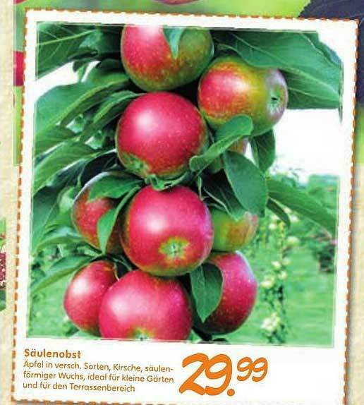 Erfahrungen Mit Saulenobst