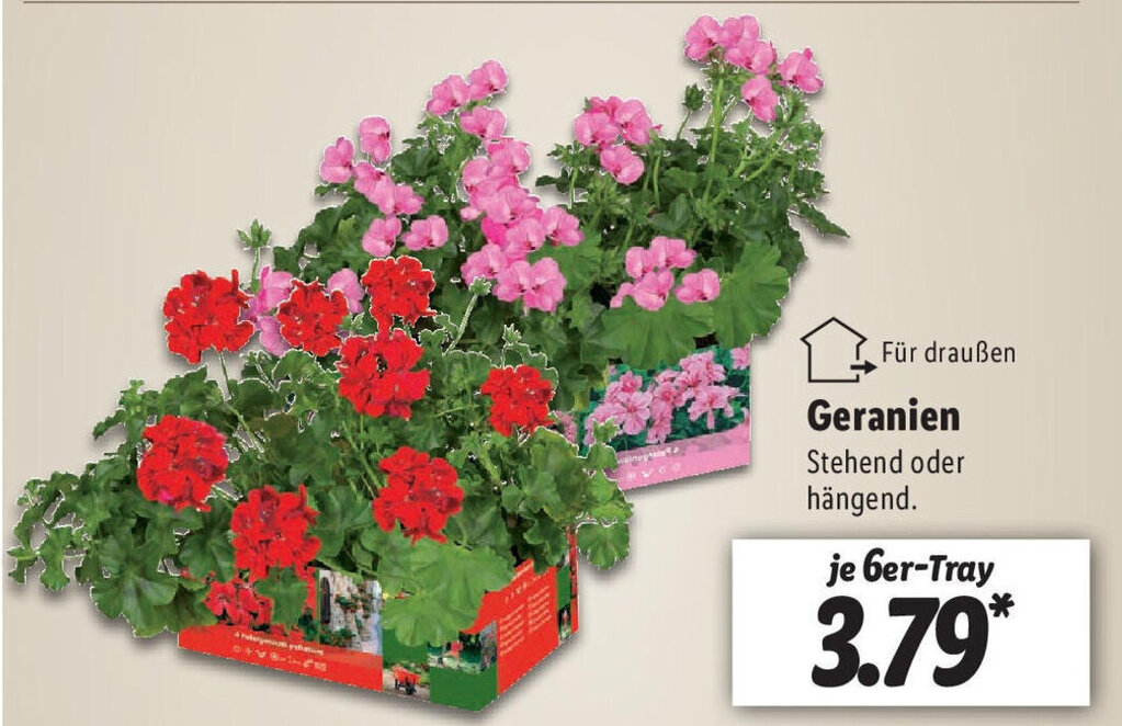 Wunderschne Geranien Kaufen Lidl Ebenbild