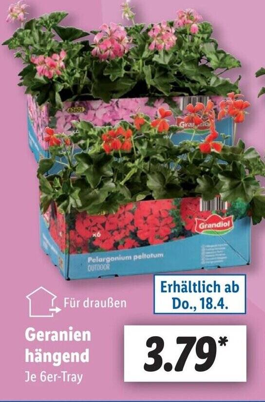 Wunderschöne Geranien Kaufen Lidl Ebenbild