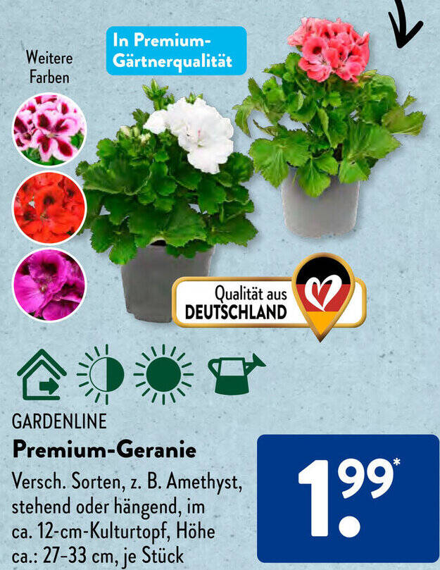Wann Kommen Geranien Bei Aldi