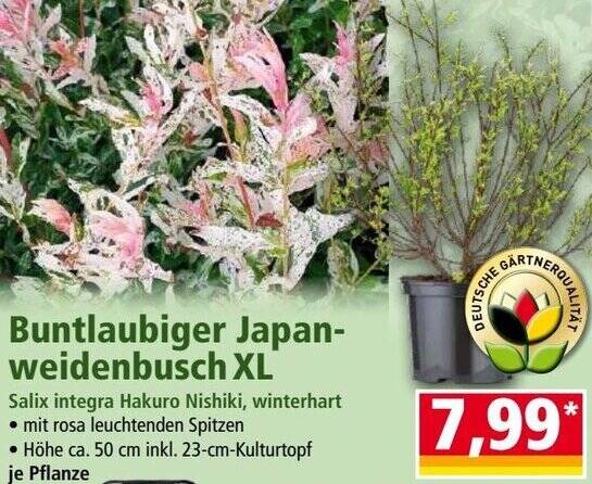 Buntlaubiger Japanweidenbusch Xl