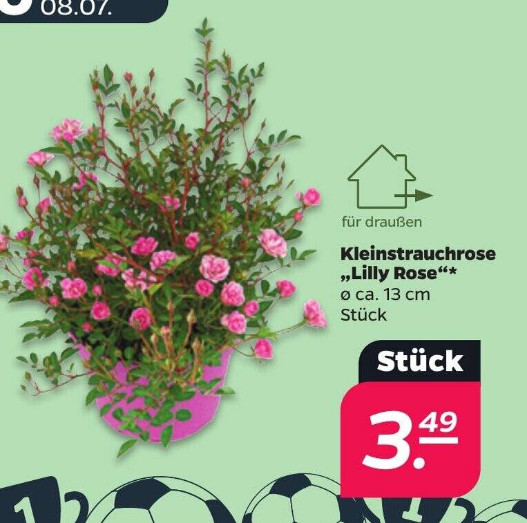Kleinstrauchrose „Lilly Rose * Angebot bei NETTO