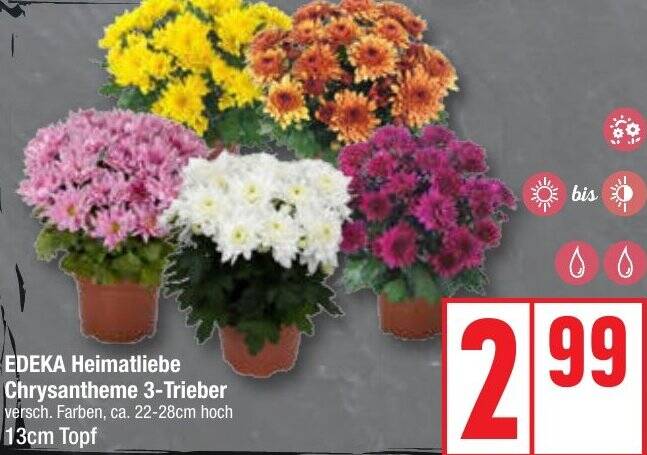 EDEKA Heimatliebe Chrysantheme 3-Trieber Angebot bei Edeka