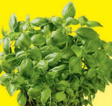 XXL-Basilikum Angebot bei Lidl