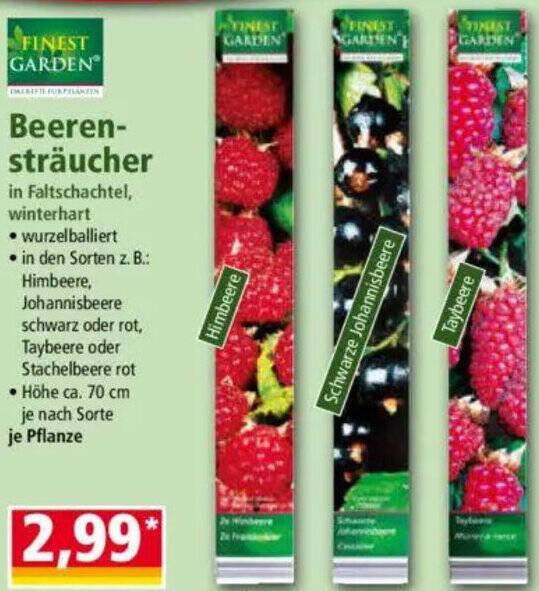 FINEST GARDEN Beerensträucher Angebot bei Norma