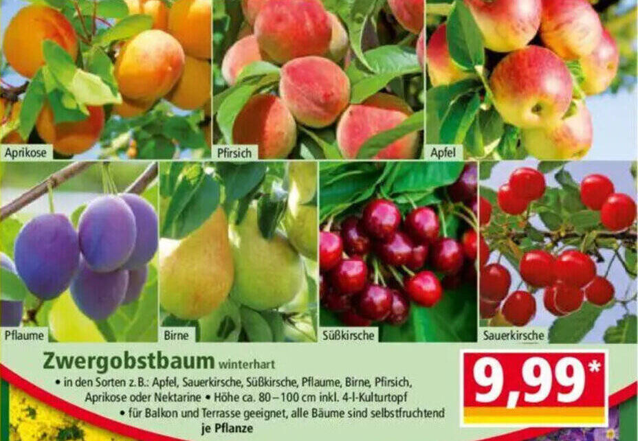 Zwergobstbaum Angebot bei Norma