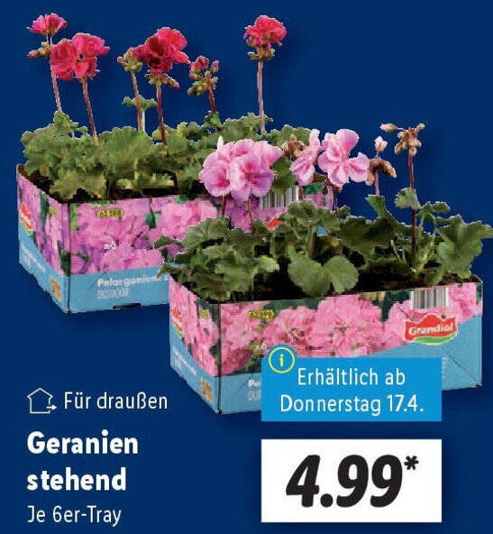 Wunderschöne Geranien Kaufen Lidl Ebenbild