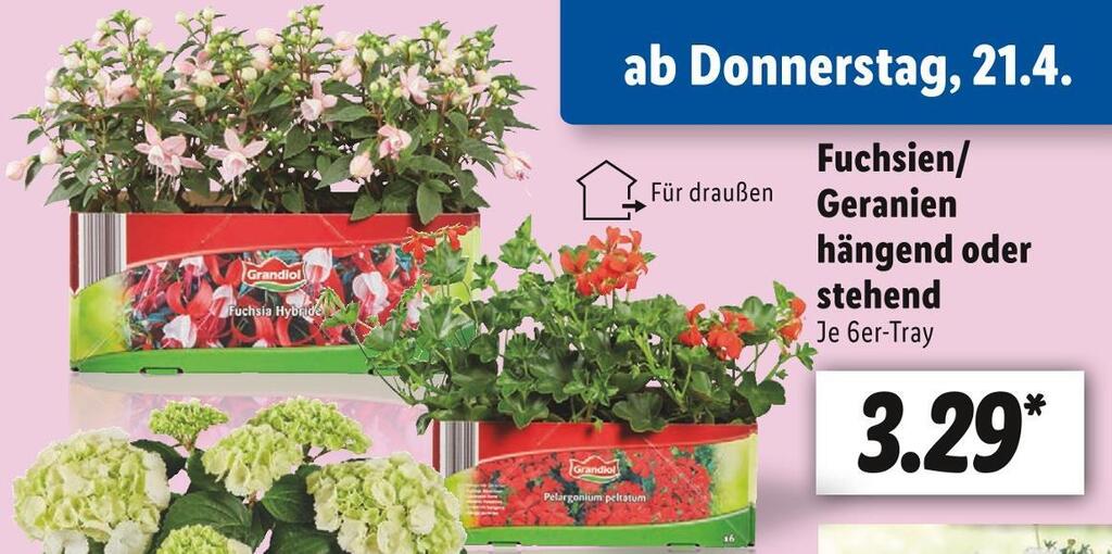 Wunderschne Geranien Kaufen Lidl Ebenbild