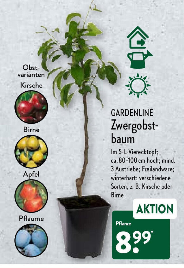Gardenline Zwergobstbaum Angebot bei Aldi Nord