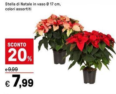 Offerta Stella di Natale nel volantino di Iper La Grande
