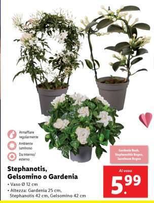Gardenia offerta e prezzo Lidl - mag 2025
