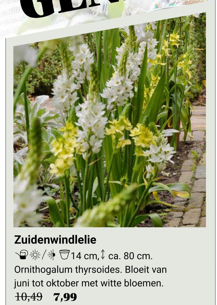 Zuidenwindlelie aanbieding bij Tuincentrum Osdorp