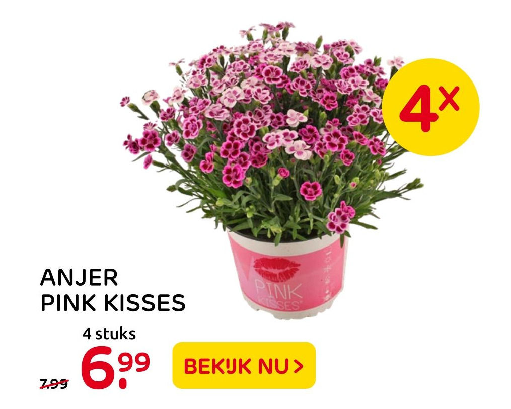 Anjer pink kisses aanbieding bij Praxis