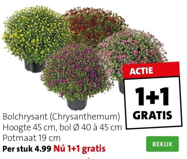 Bolchrysant (chrysanthemum) gratis aanbieding bij Intratuin