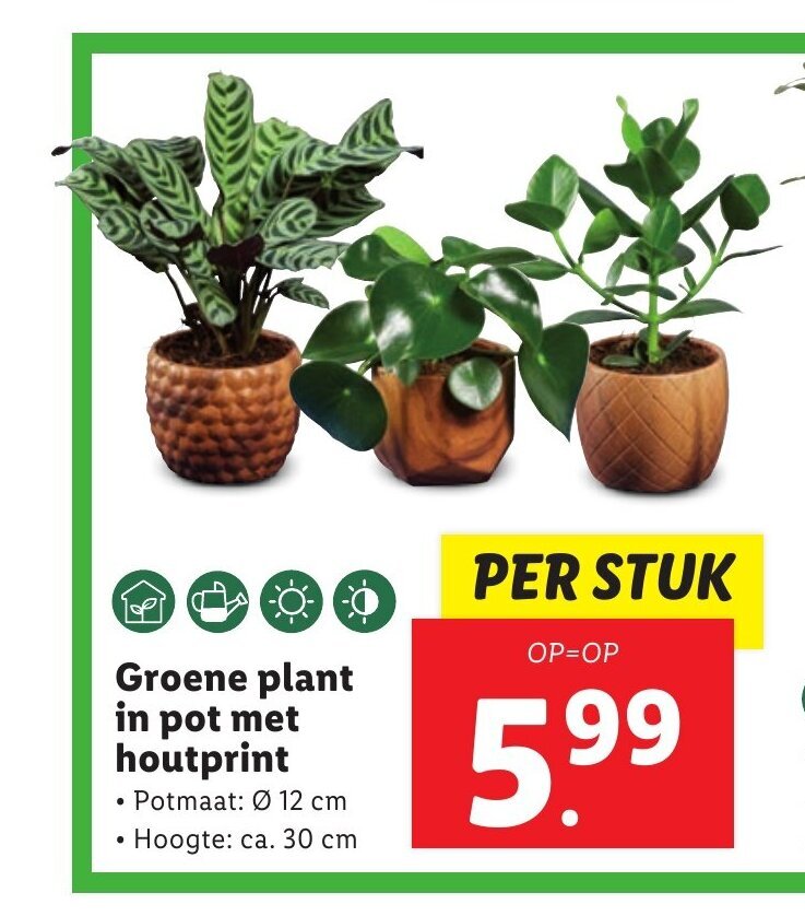 Groene plant in pot met houtprint 12 cm, ca. 30 cm aanbieding bij Lidl
