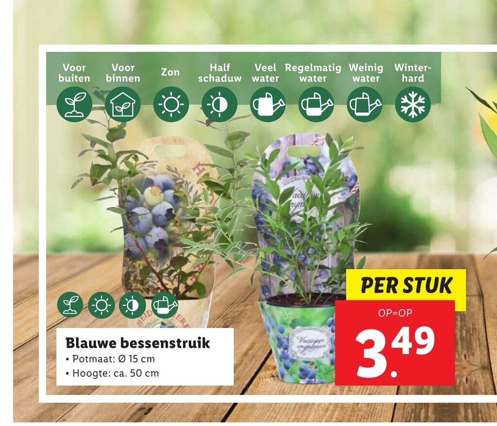 Blauwe bessenstruik 15 cm, ca. 50 cm aanbieding bij Lidl