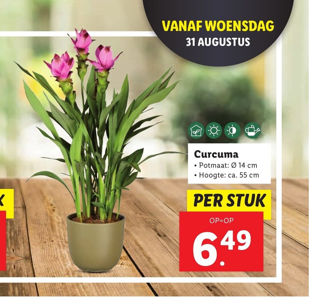 Curcuma 14 cm, ca. 55 cm aanbieding bij Lidl