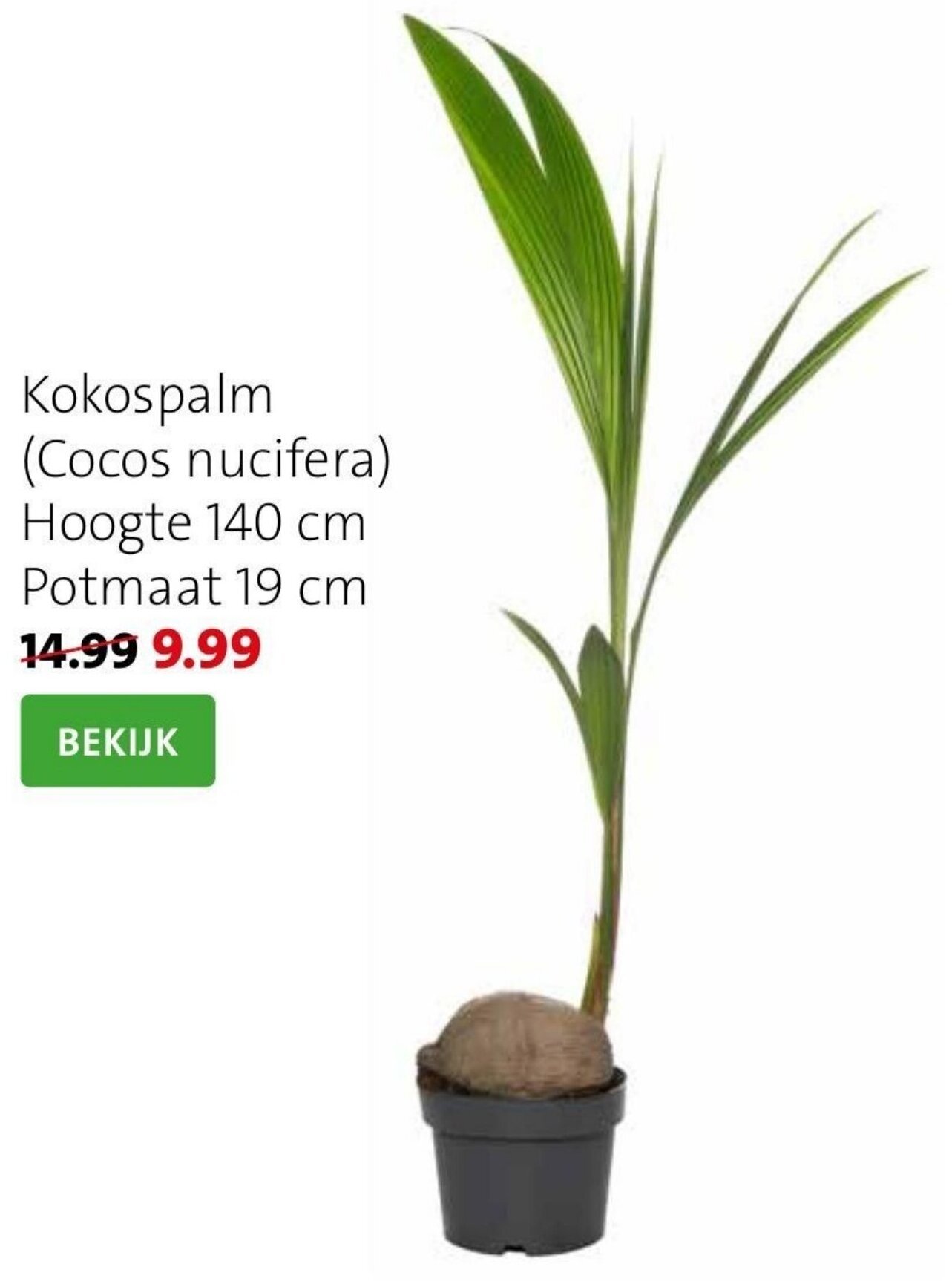 Kokospalm hoogte 140CM potmaat 19CM aanbieding bij Intratuin