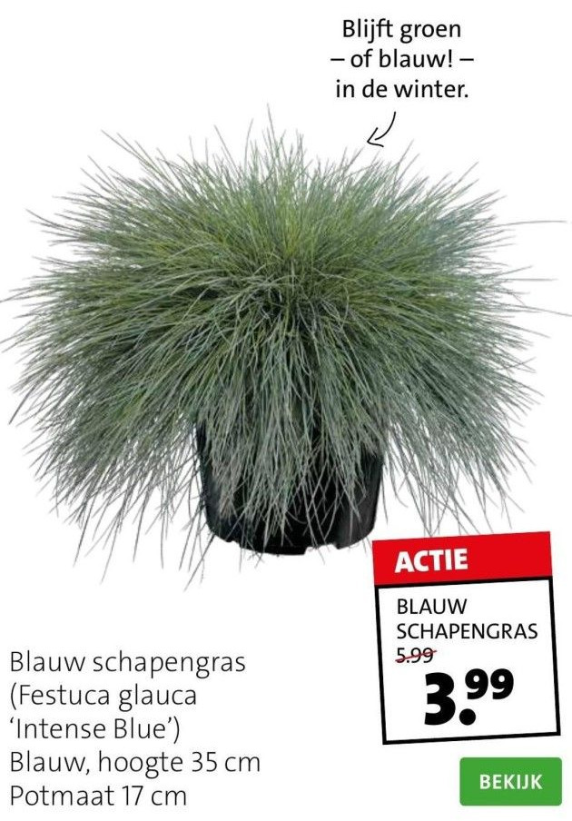 Blauw schapengras (festuca glauca 'intense blue') aanbieding bij Intratuin