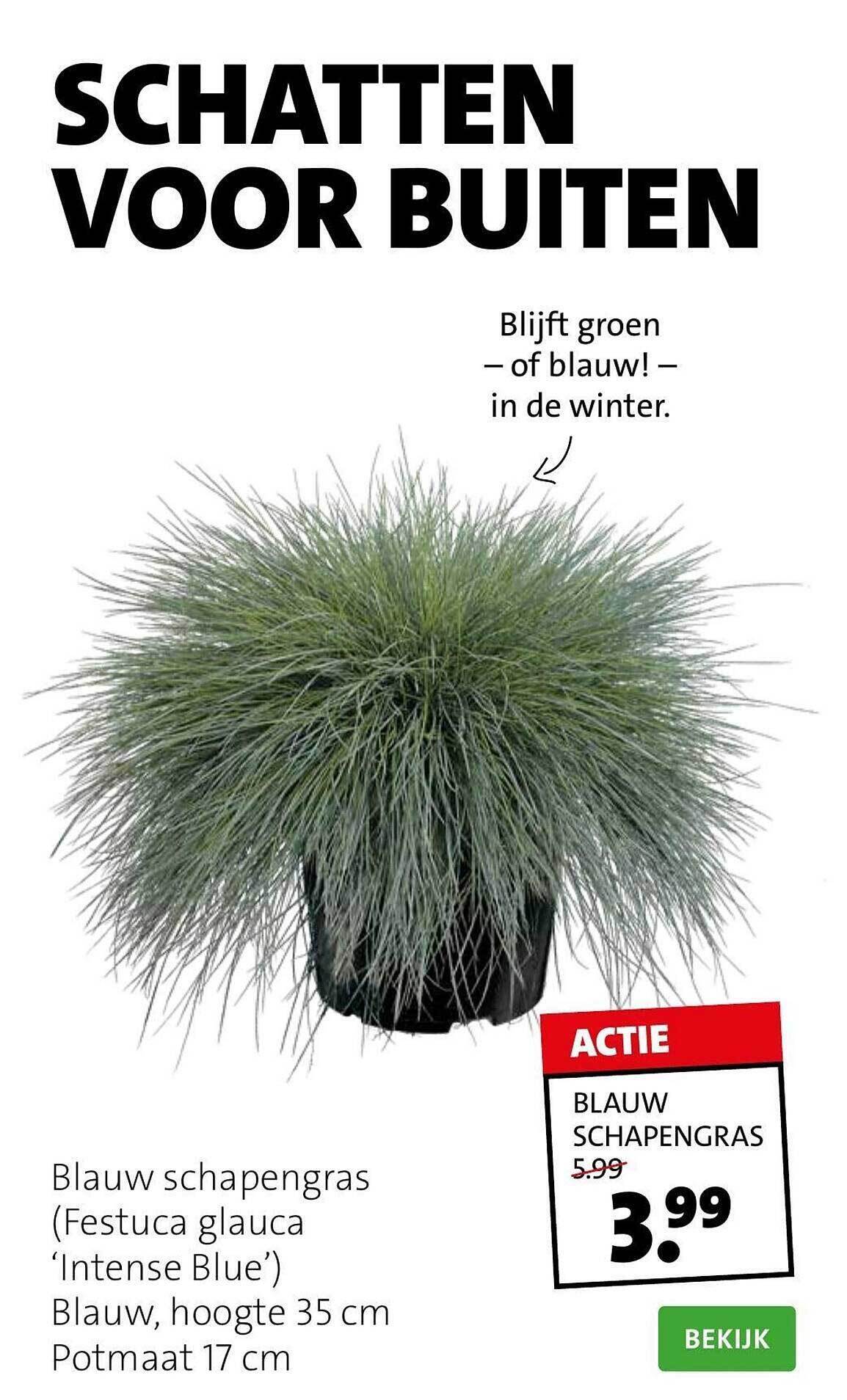 Blauw schapengras (festuca glauca 'intense blue') aanbieding bij Intratuin