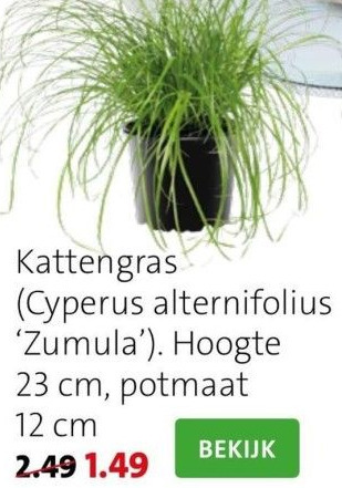 Kattengras (cyperus alternifolius 'zumula'). aanbieding bij Intratuin