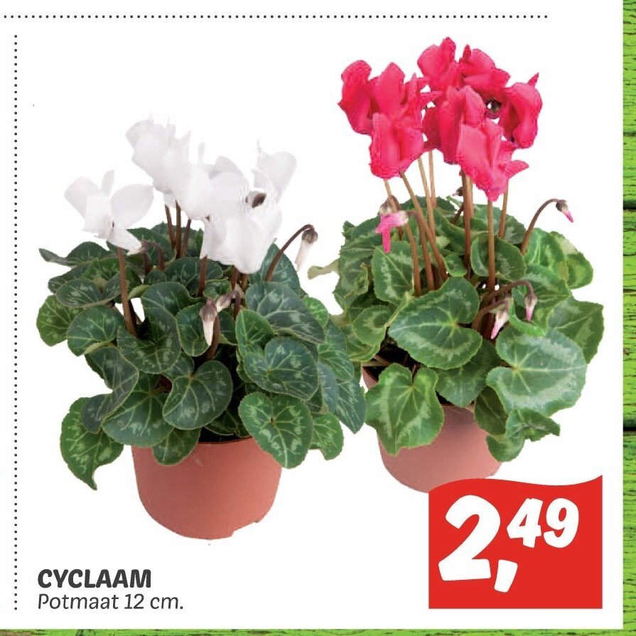 Cyclaam potmaat 12 cm aanbieding bij Dekamarkt