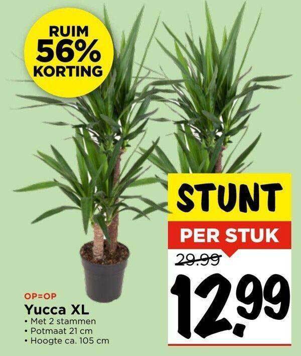 Yucca xl aanbieding bij Vomar