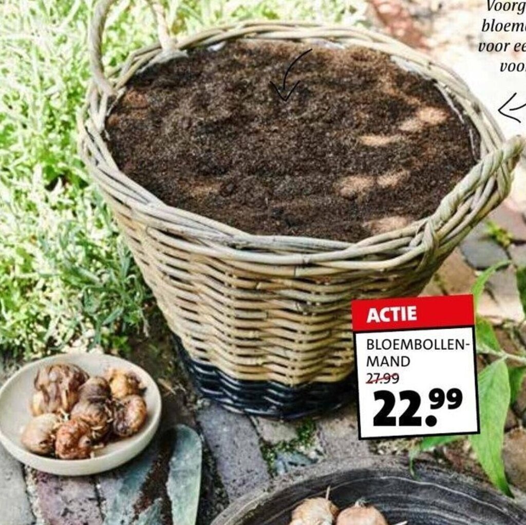 Bloembollen-mand aanbieding bij Intratuin