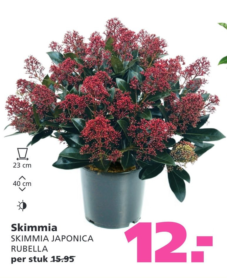 Skimmia skimmia japonica rubella aanbieding bij Ranzijn