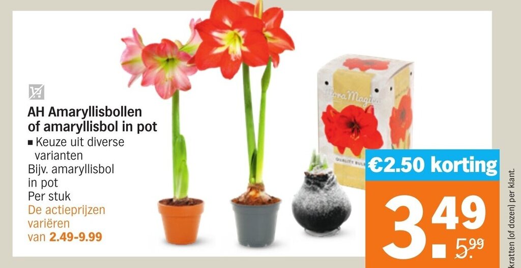 AH Amaryllisbollen of amaryllisbol in pot aanbieding bij Albert Heijn