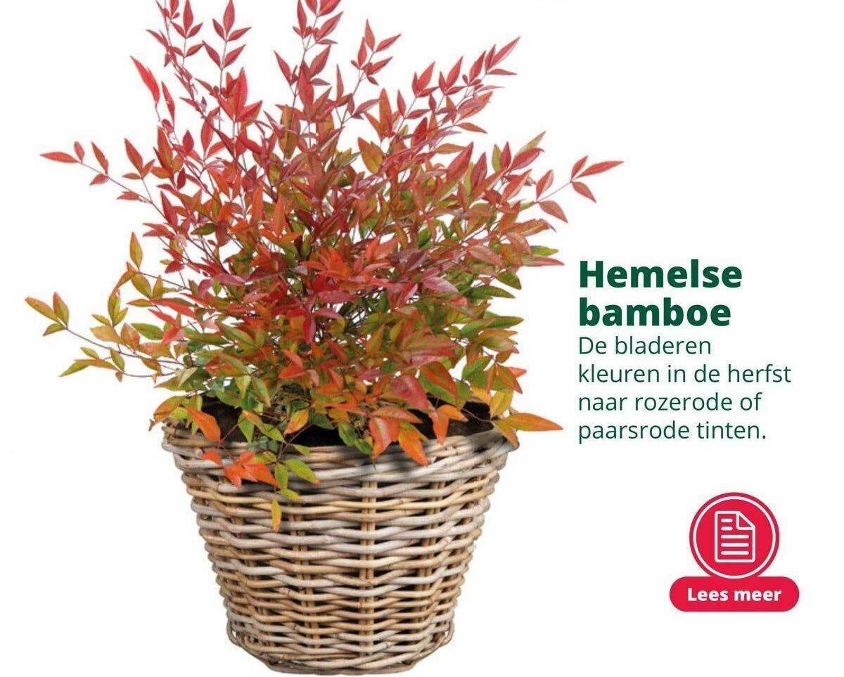 Hemelse bamboe aanbieding bij GroenRijk