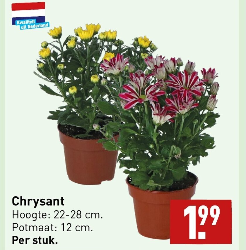Chrysant aanbieding bij ALDI