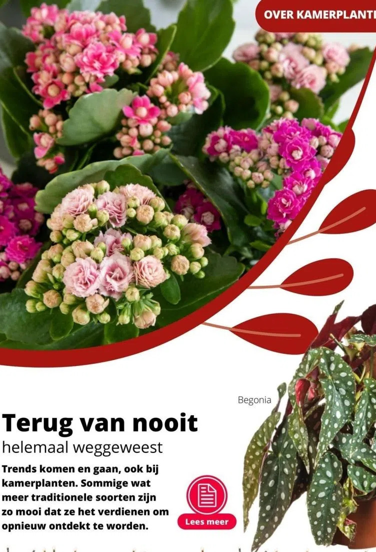 Terug van nooit helemaal weggeweest aanbieding bij GroenRijk Terug van nooit helemaal weggeweest aanbieding bij GroenRijk