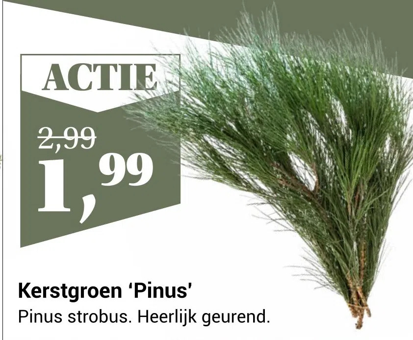 Kerstgroen 'pinus' aanbieding bij TuinWereld