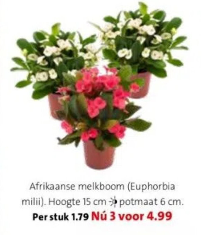 Afrikaanse melkboom (euphorbia milii) aanbieding bij Intratuin