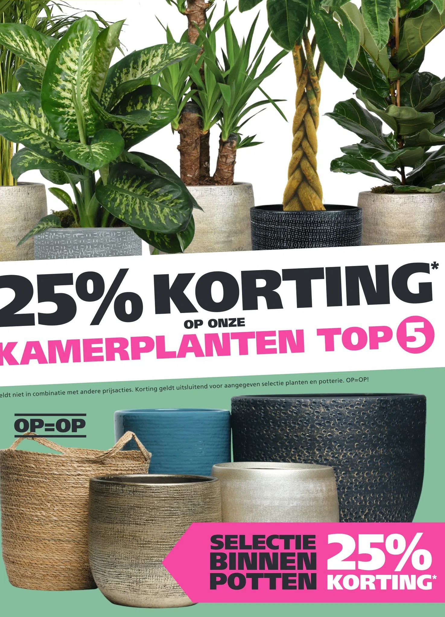 25% korting op onze kamerplanten top5 aanbieding bij Ranzijn