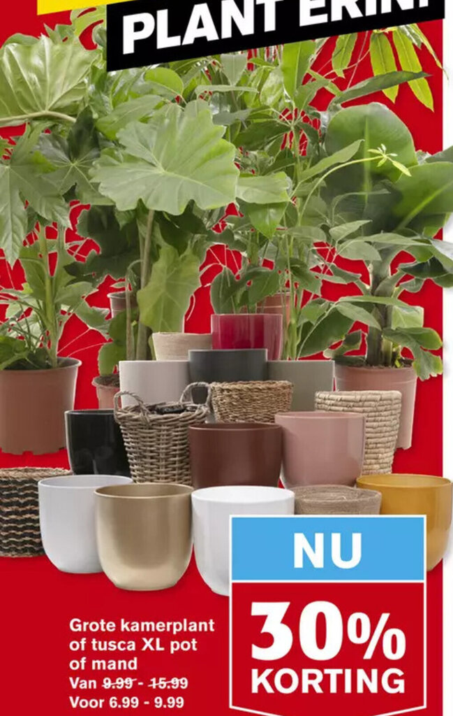 Grote kamerplant of tusca XL pot of mand aanbieding bij Hoogvliet